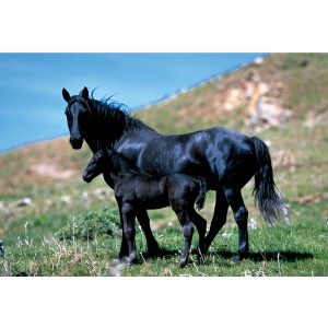 Trefl Puzzle 1000 Cai negri Detalii produs